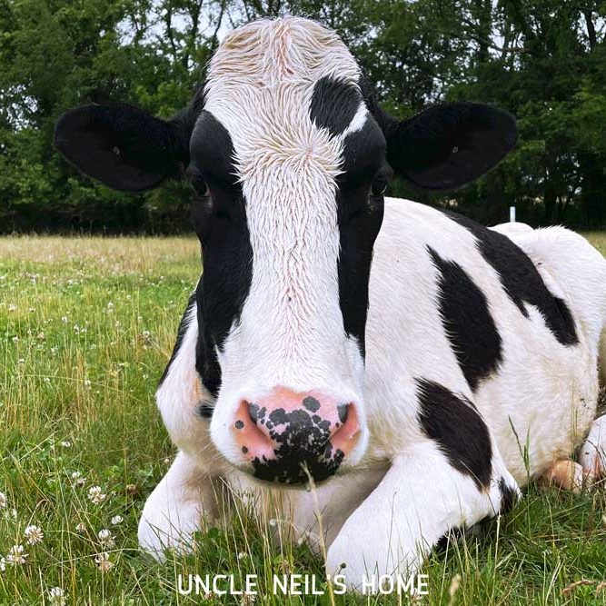 Laz • Uncle Neil's Home, A Farm Sanctuary