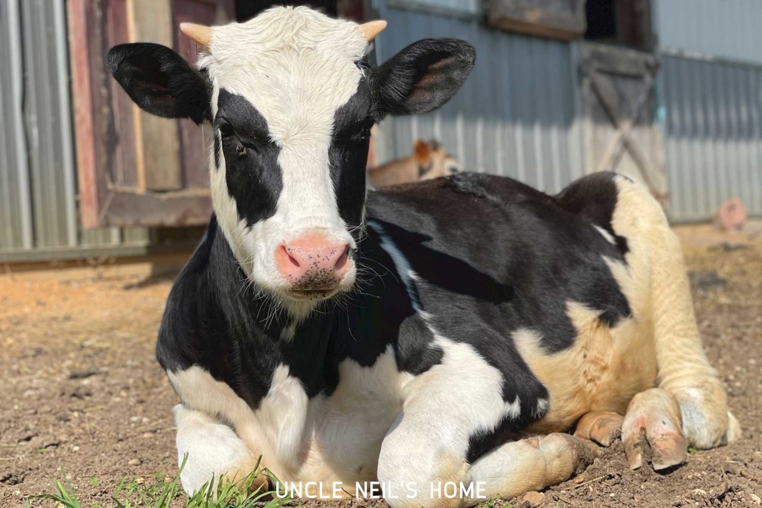 Meet the residents • Uncle Neils Home, A Farm Sanctuary