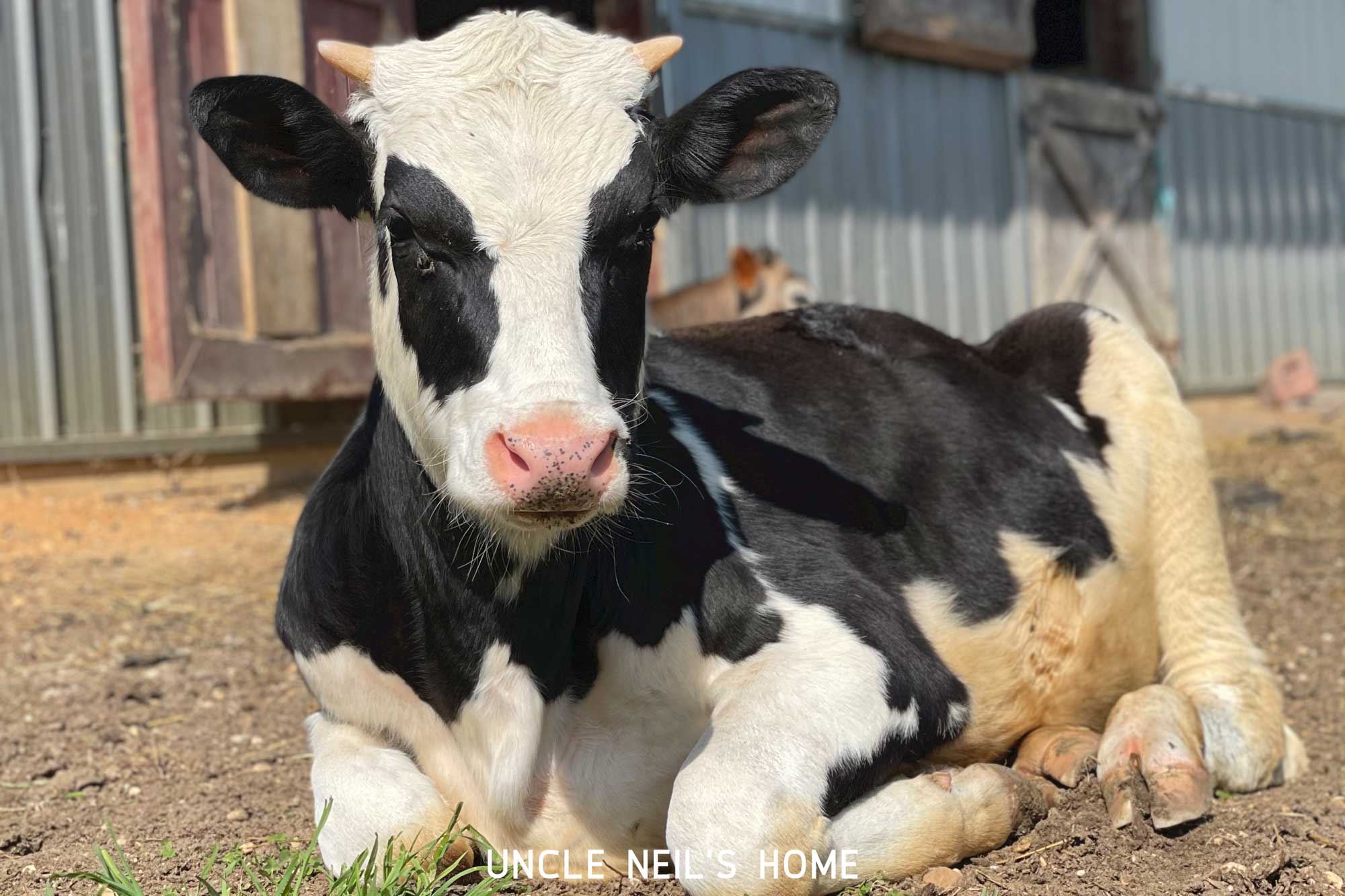 Ollie • Uncle Neils Home, A Farm Sanctuary