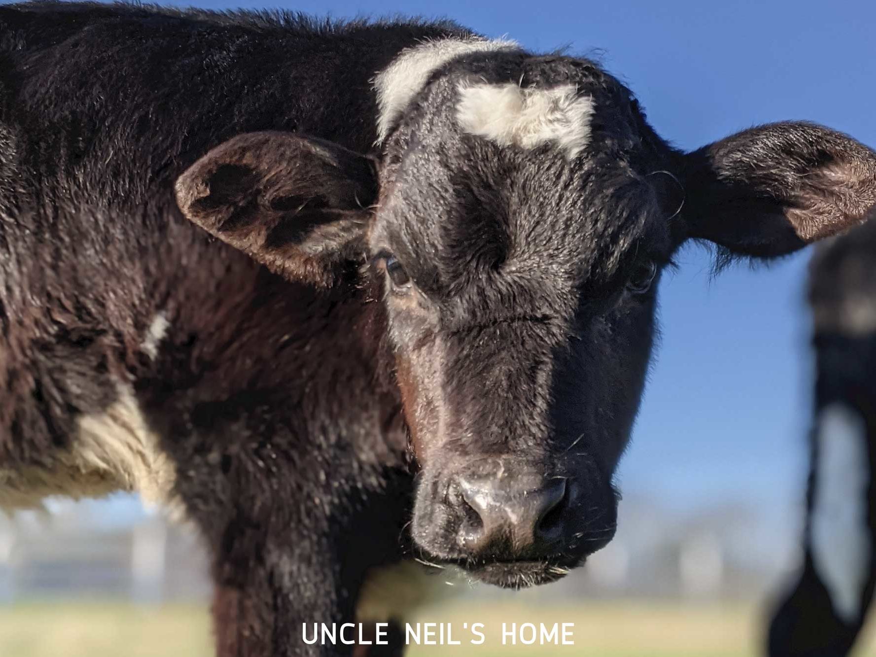 Uncle Neil's Home, a Farmed Animal Sanctuary • New Jersey 501c3