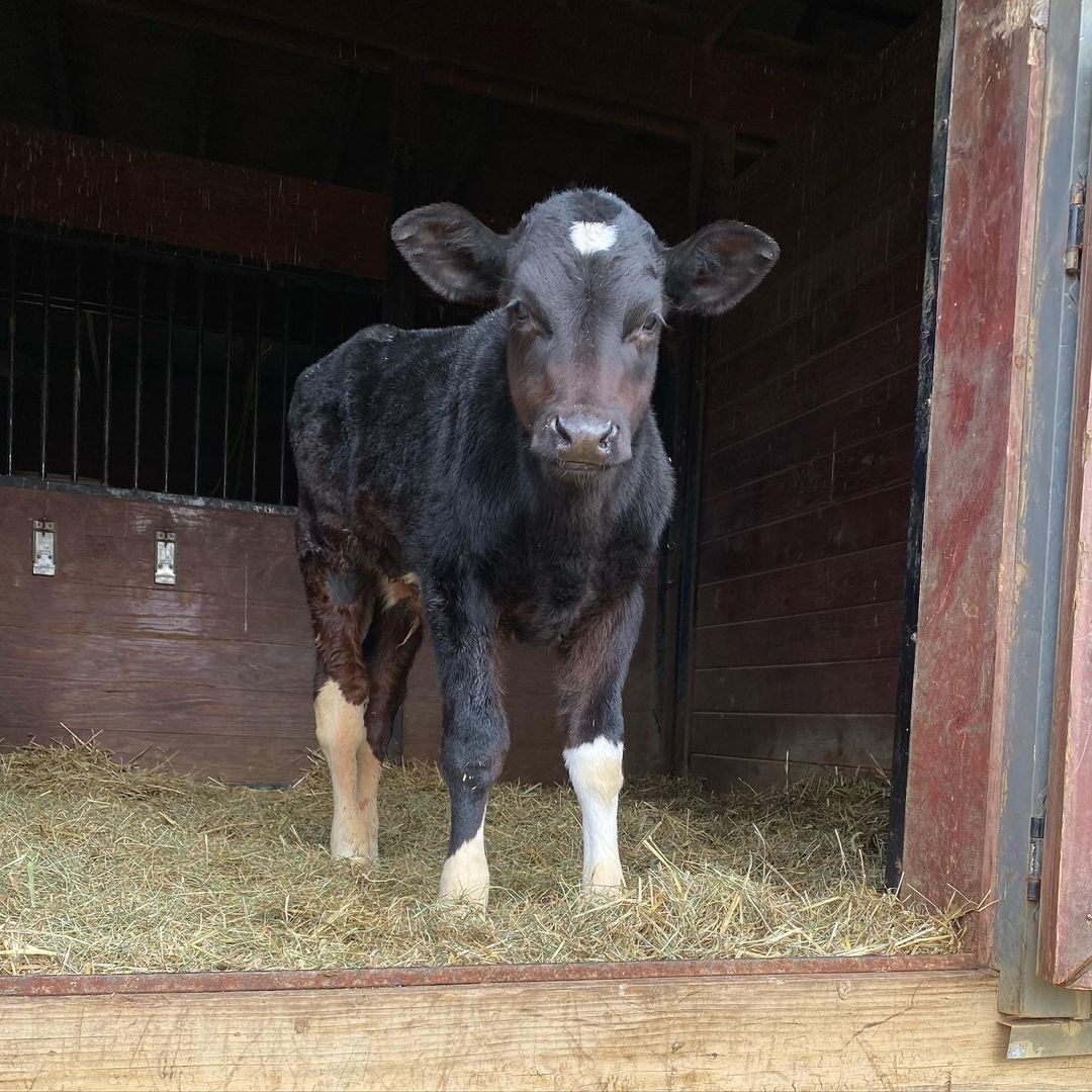 Laz • Uncle Neil's Home, A Farm Sanctuary