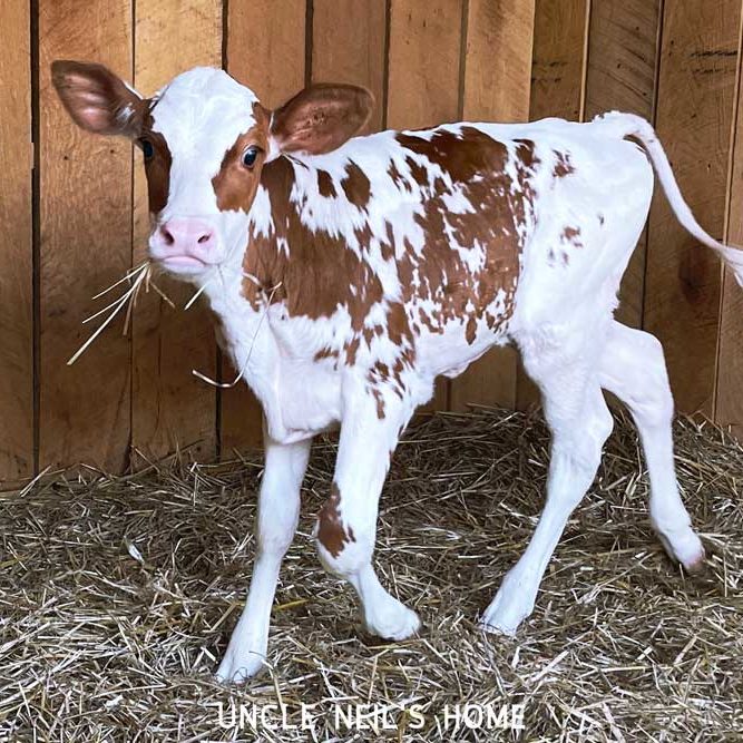 Laz • Uncle Neil's Home, A Farm Sanctuary
