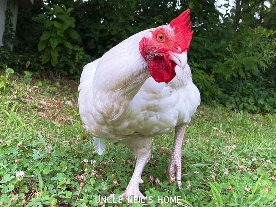 Uncle Neil's Home, a Farmed Animal Sanctuary • New Jersey 501c3