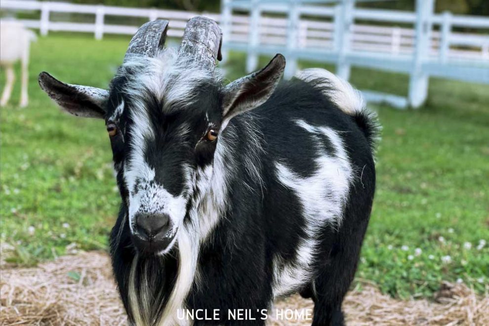 Meet the residents • Uncle Neils Home, A Farm Sanctuary
