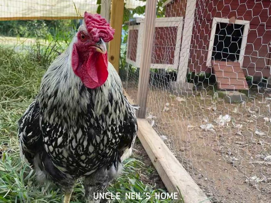 Uncle Neil's Home, a Farmed Animal Sanctuary • New Jersey 501c3
