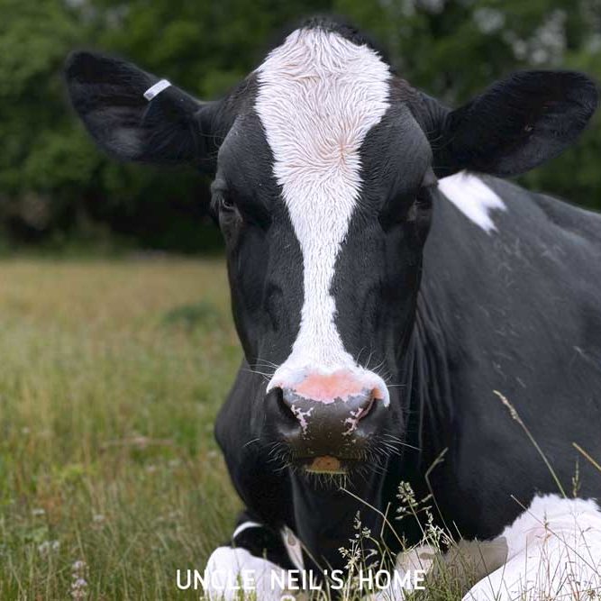 Laz • Uncle Neil's Home, A Farm Sanctuary