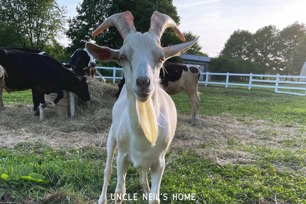 Meet the residents • Uncle Neils Home, A Farm Sanctuary