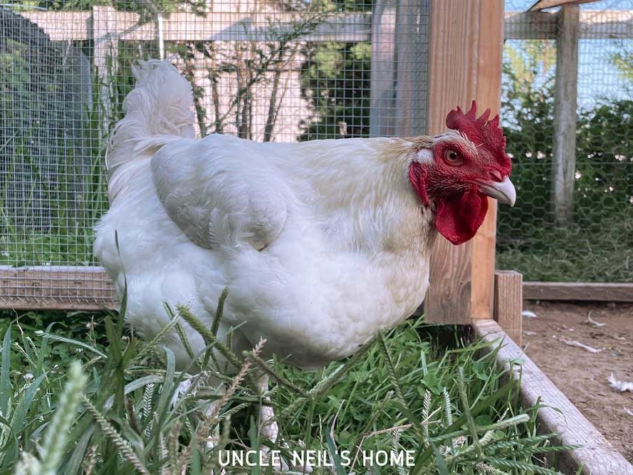 Uncle Neil's Home, a Farmed Animal Sanctuary • New Jersey 501c3