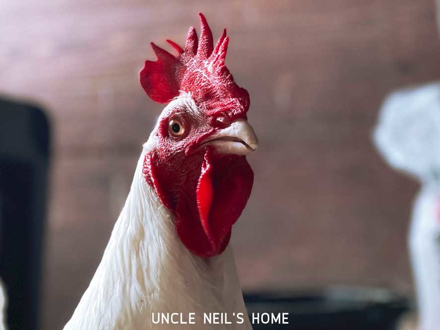 Uncle Neil's Home, a Farmed Animal Sanctuary • New Jersey 501c3