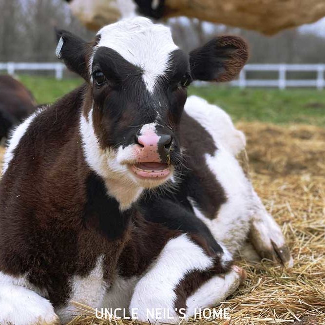 Laz • Uncle Neil's Home, A Farm Sanctuary