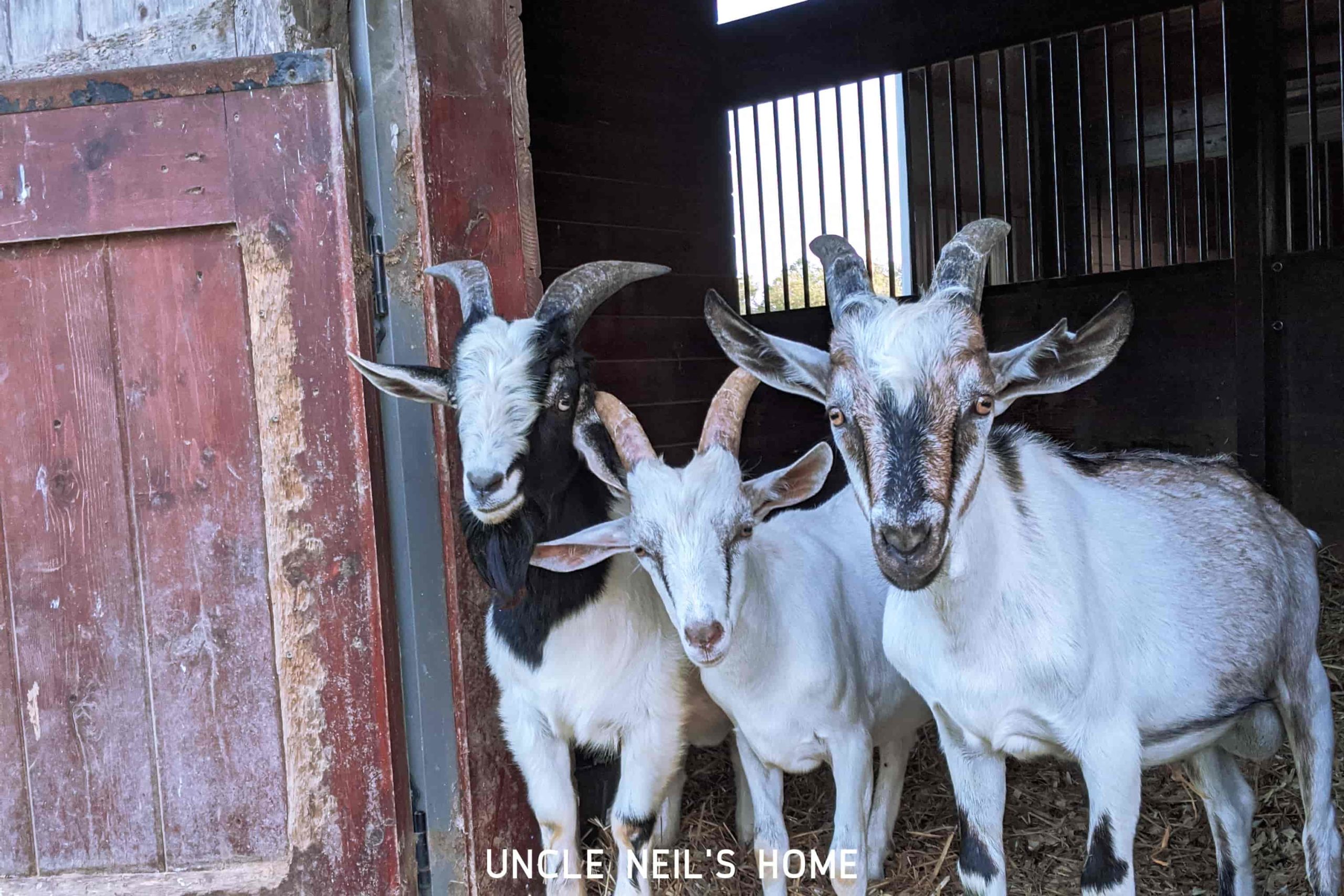 Donate • Uncle Neils Home, A Farm Animal Sanctuary + Cat Rescue
