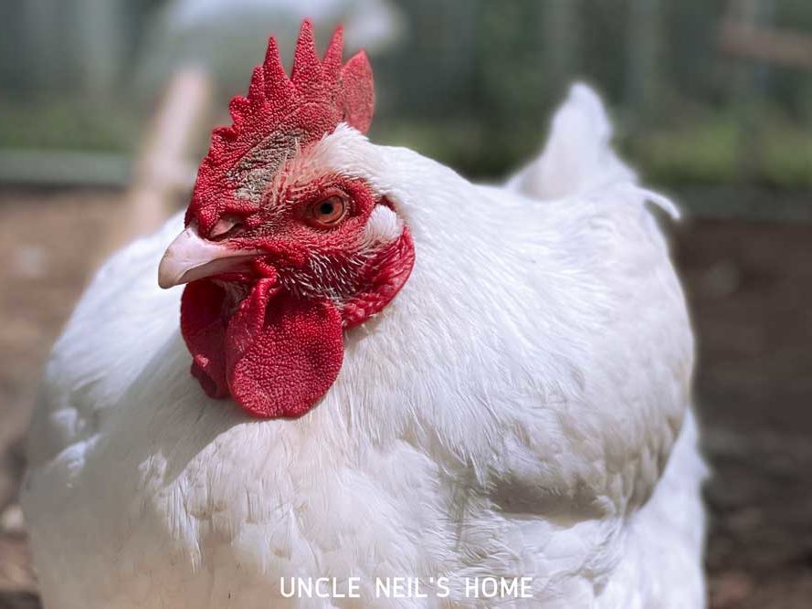 Uncle Neil's Home, a Farmed Animal Sanctuary • New Jersey 501c3