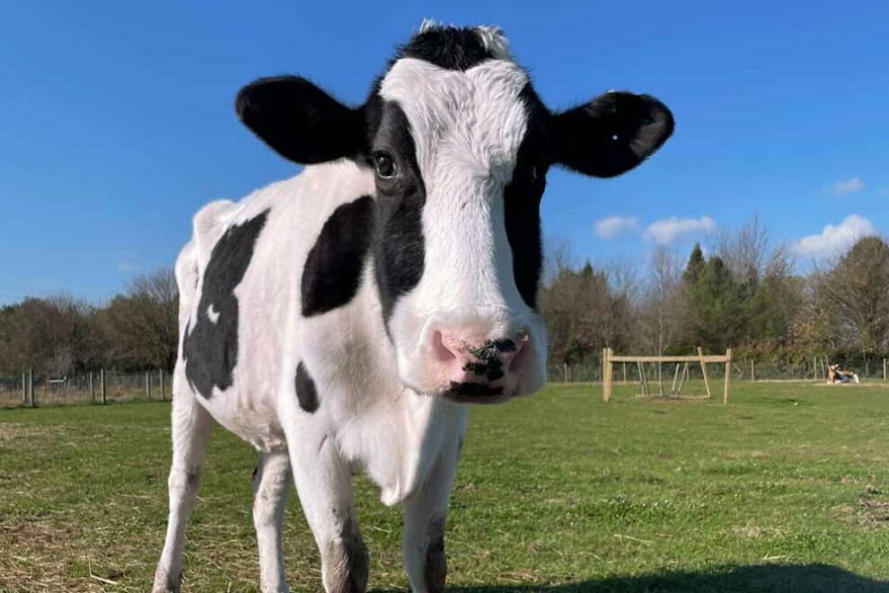 Meet the residents • Uncle Neils Home, A Farm Sanctuary