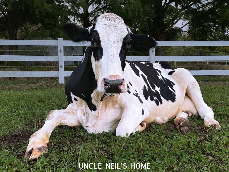 Uncle Neil's Home, a Farmed Animal Sanctuary • New Jersey 501c3