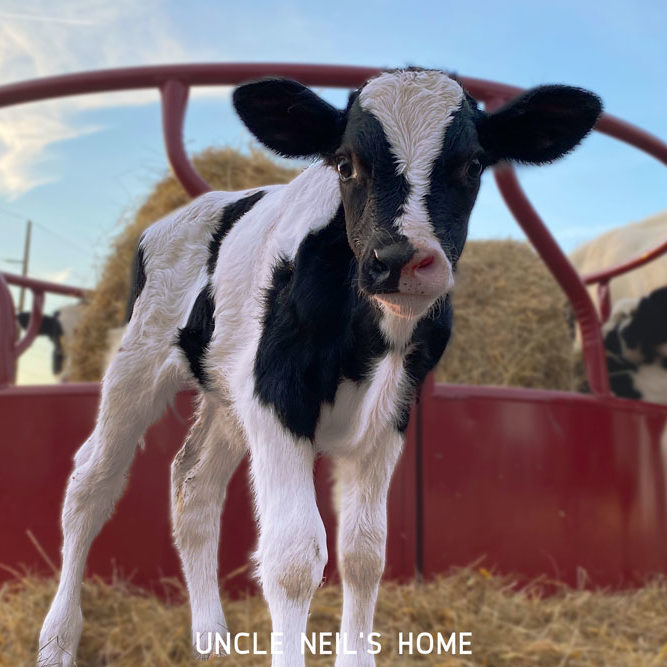 Laz • Uncle Neil's Home, A Farm Sanctuary