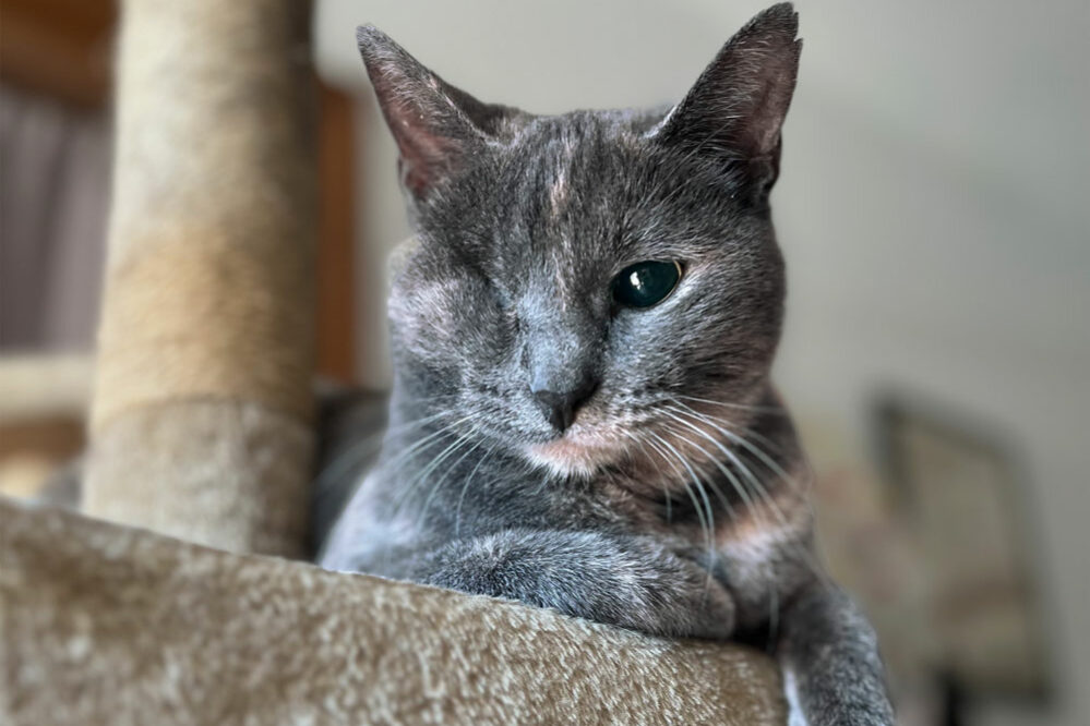 Meet the residents • Uncle Neils Home, A Farm Sanctuary