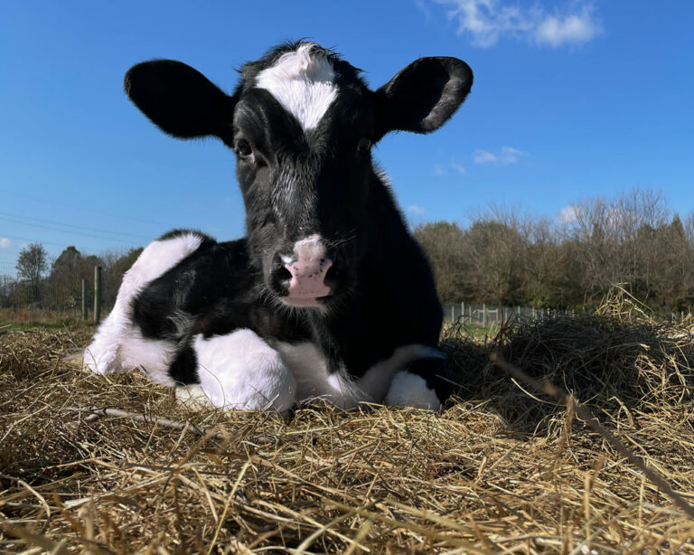 Meet / Sponsor Fern! • Uncle Neils Home, A Farm Animal Sanctuary + Cat ...