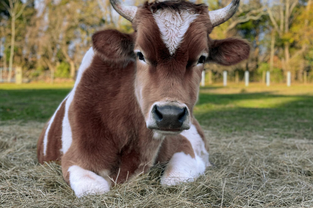 Meet the residents • Uncle Neils Home, A Farm Animal Sanctuary + Cat Rescue