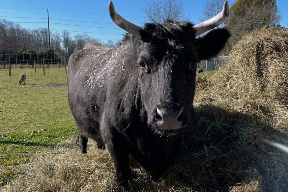 Meet the residents • Uncle Neils Home, A Farm Sanctuary