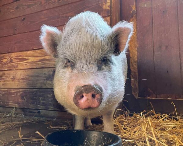 Meet / Sponsor Charlie! • Uncle Neils Home, A Farm Animal Sanctuary ...