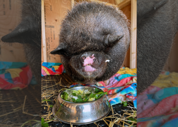 Meet / Sponsor Edison! • Uncle Neils Home, A Farm Sanctuary