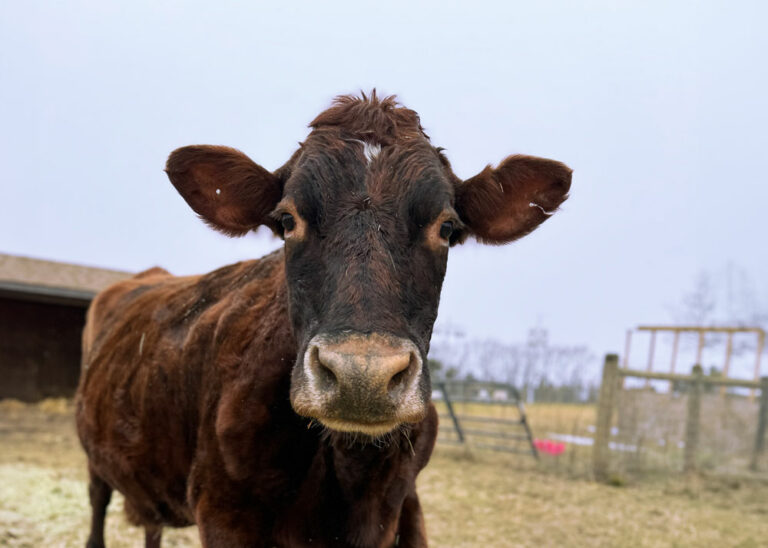 Margaret • Uncle Neils Home, A Farm Animal Sanctuary + Cat Rescue