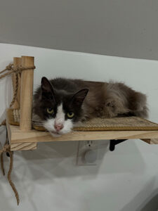 Adoptable Cats • Uncle Neils Home, A Farm Animal Sanctuary + Cat Rescue