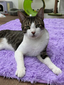 Adoptable Cats • Uncle Neils Home, A Farm Animal Sanctuary + Cat Rescue