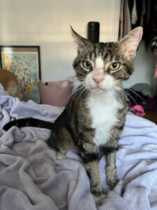 Adoptable Cats • Uncle Neils Home, A Farm Animal Sanctuary + Cat Rescue